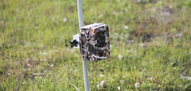 How Do Trail Cameras Work | A Complete Guide