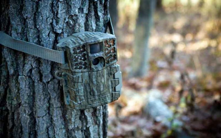 How to Set Up a Trail Camera | Perfect Guidelines for Beginners