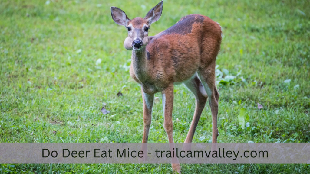 Do Deer Eat Mice? Debunking Wildlife Myths