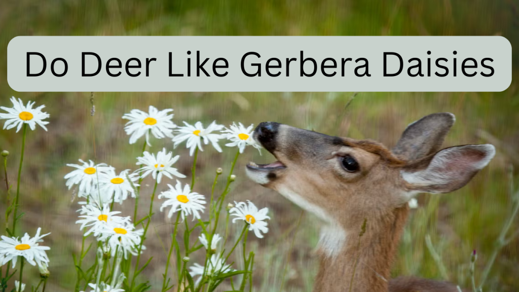 Do Deer Eat Gerbera Daisies