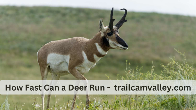 How Fast Can A Deer Run? Unveiling Swift Speed Secrets