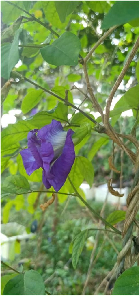 What are the Advantages of a Compound Flower: Blooming Benefits