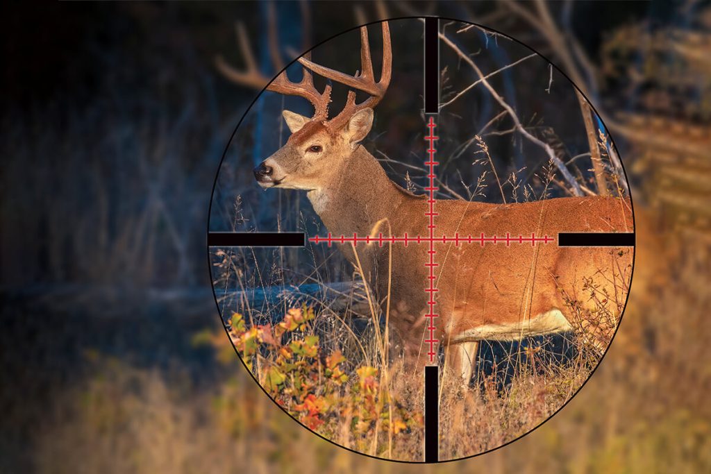 What Are The Different Types Of Deer Mounts?: A Hunter's Guide