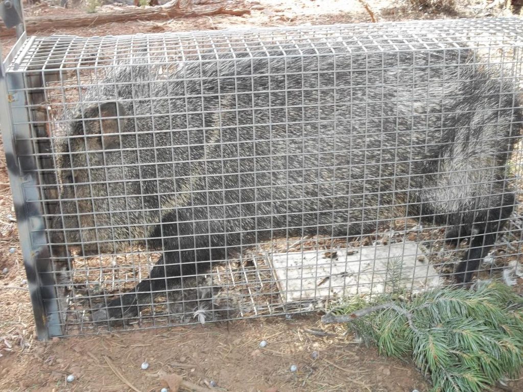 Hunting Cage Essentials: Gear Up For The Wild!